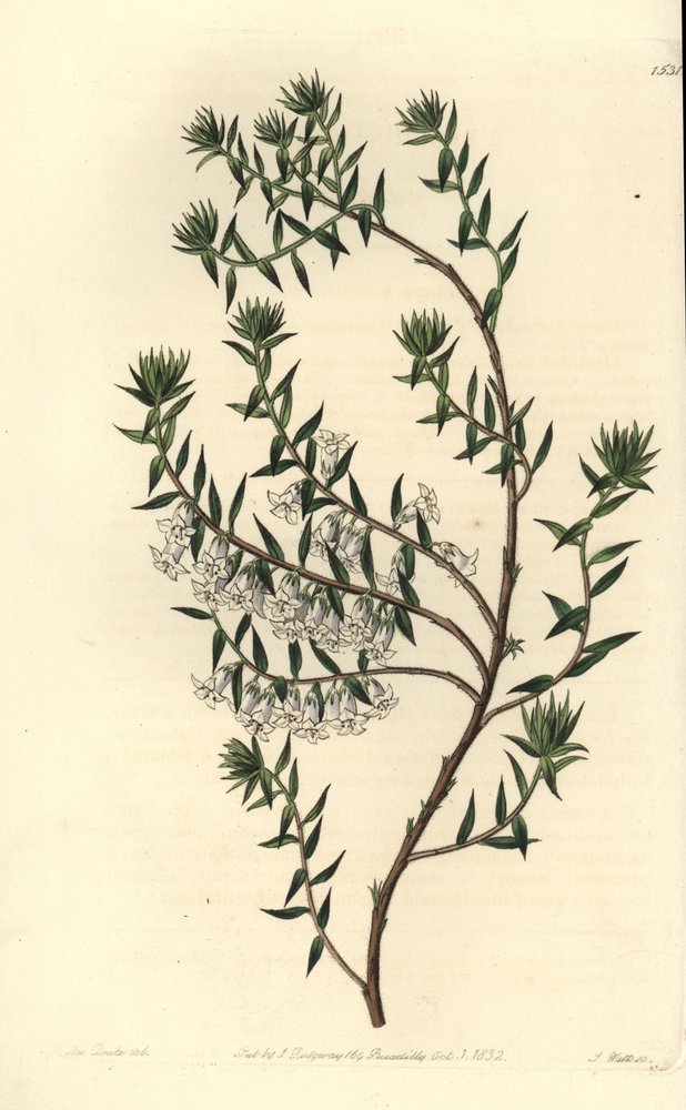 Common Heath by Sydenham Teast Edwards: Buy fine art print