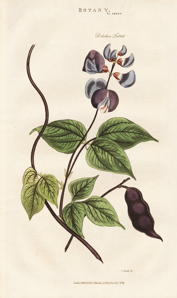 Egyptian Hyacinth Bean by Sydenham Teast Edwards
