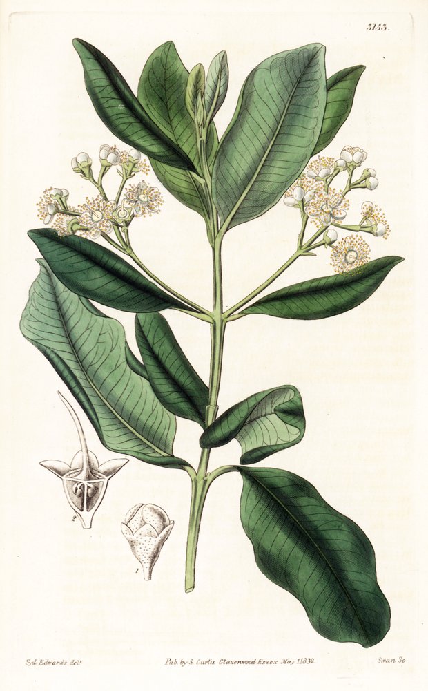 Indian Wood - Bay rum tree, Pimenta racemosa