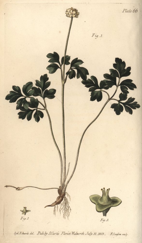 Muskroot from William Curtis' Lectures on Botany