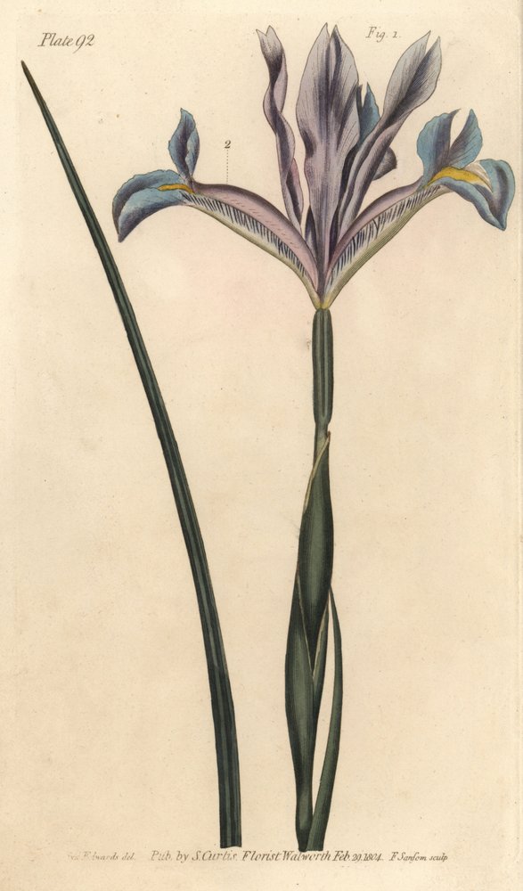 Spanish iris, Iris xiphium by Sydenham Teast Edwards
