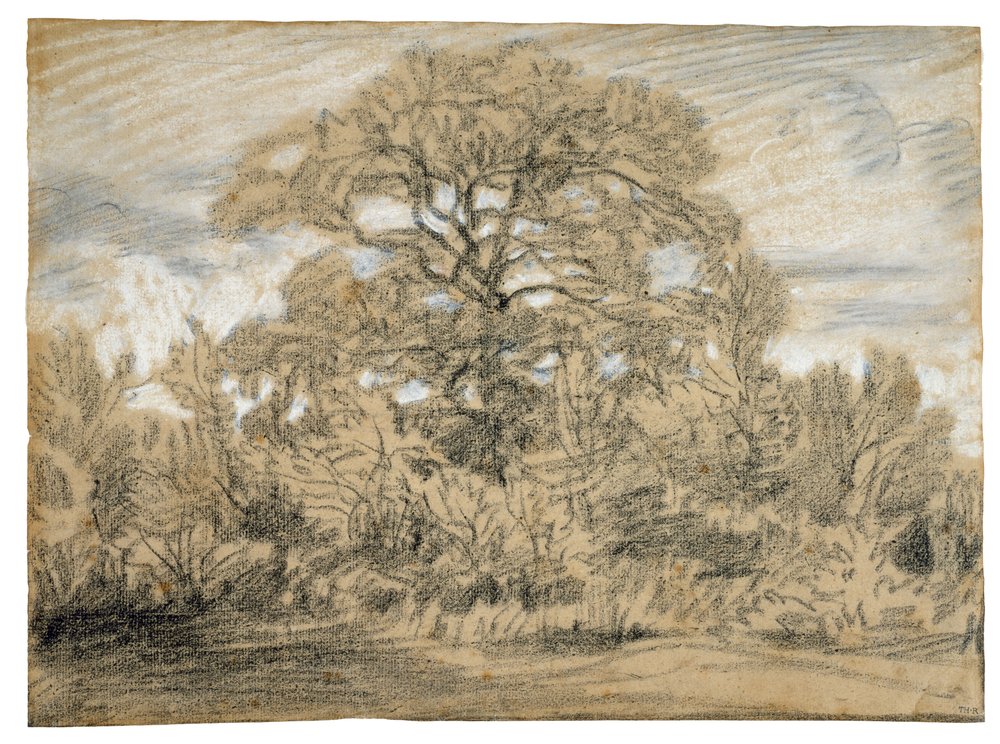Study of an Oak Tree by Pierre Etienne Theodore Rousseau