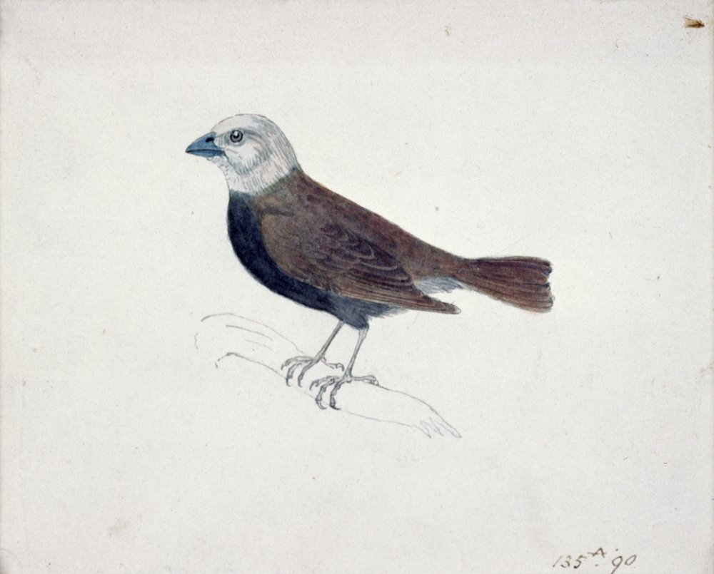 Malacca Crossbeak by Thomas Bewick: Buy fine art print