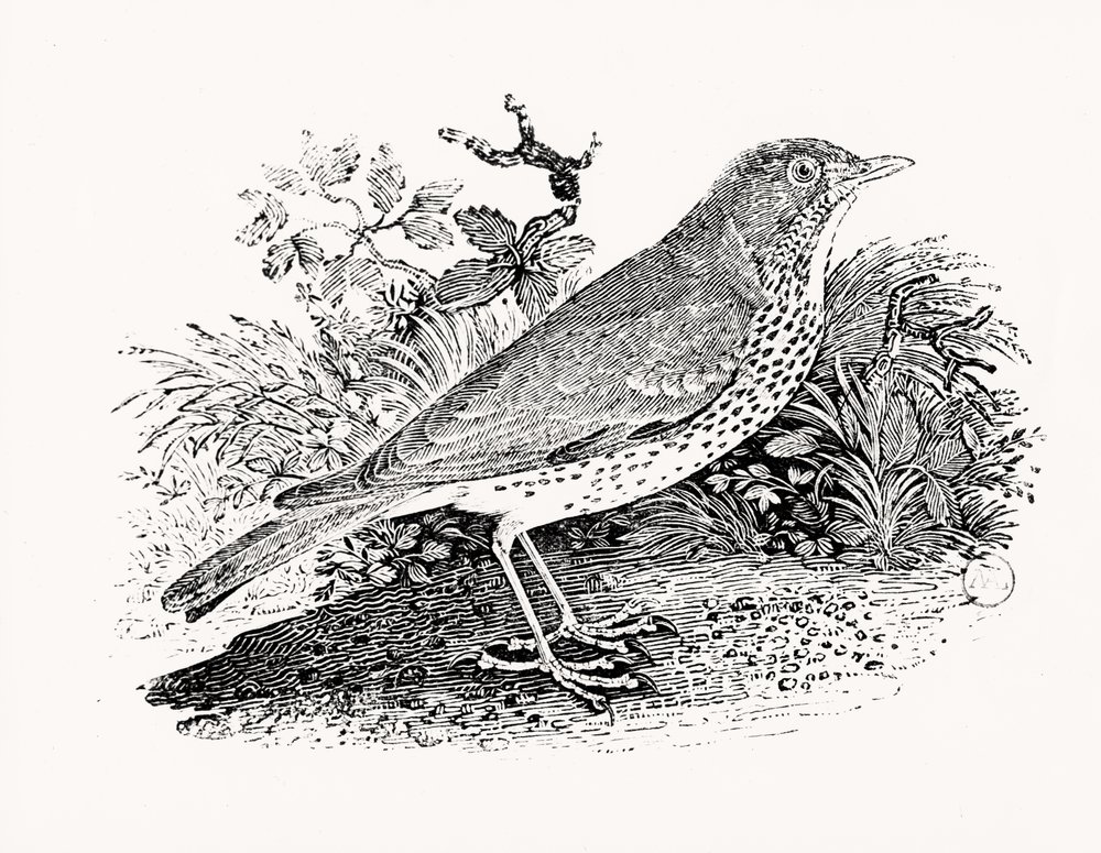 The Throstle Thrush from History of British Birds and Quadrupeds