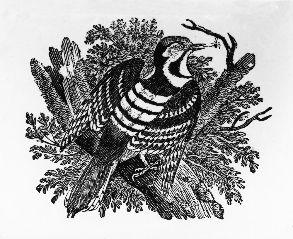 The Barred Woodpecker, illustration from 'The History of British Birds ...