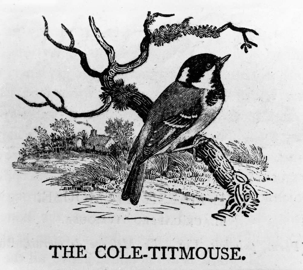 The Cole-Titmouse by Thomas Bewick: Buy fine art print