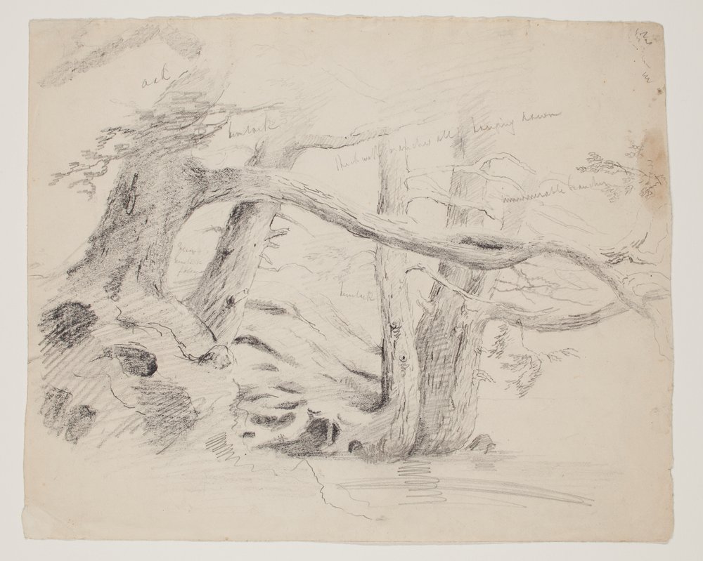 Oak and Hemlock Trees by Thomas Cole: Buy fine art print