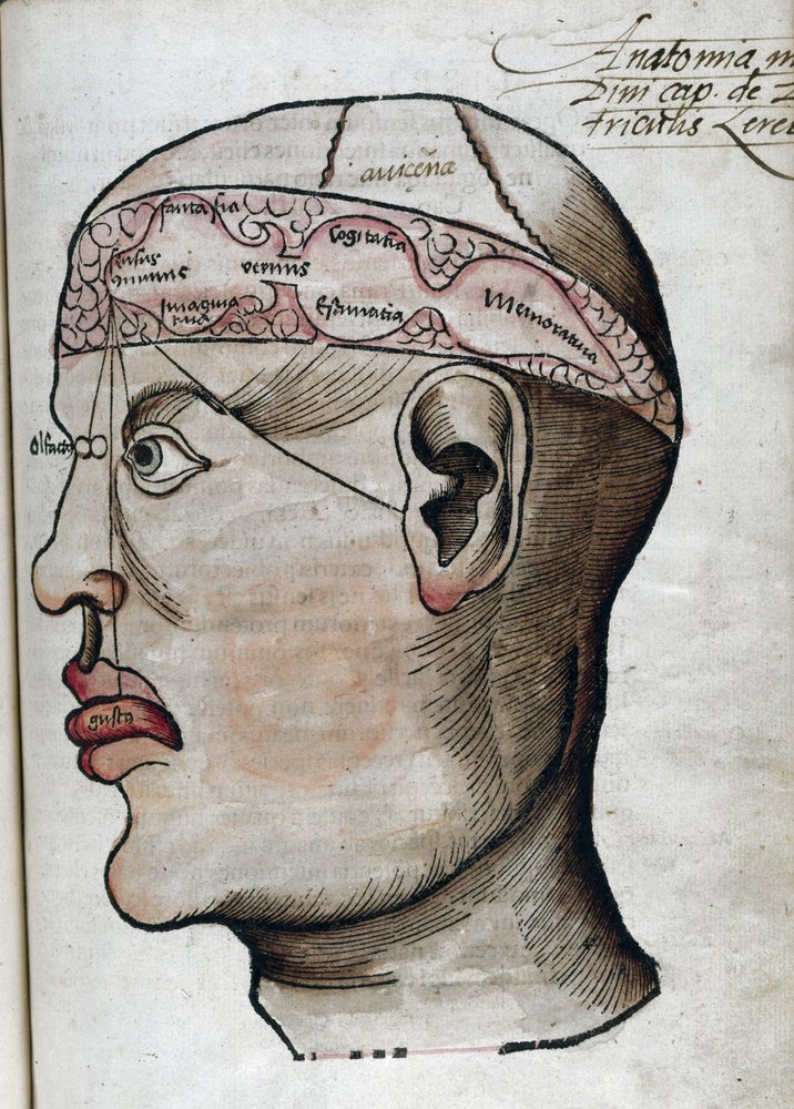 Anatomy 16th Century: Brain Section for Studying Localization of ...