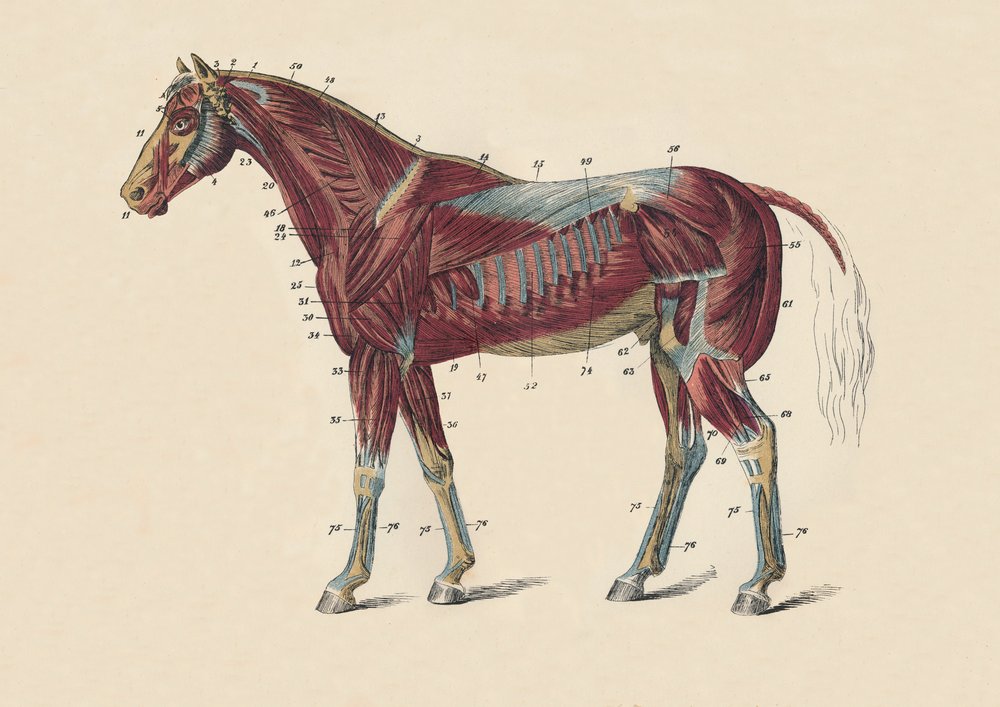 External Muscles and Tendons of the Horse's Body, c. 1879
