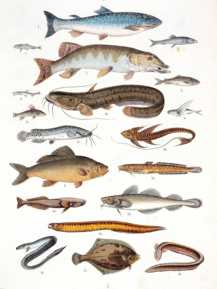 Bony Fish and Soft-Finned Fish by Unbekannt