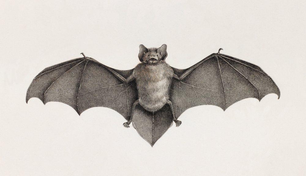 Pipitrelle Bat, Bats in Egypt by Unbekannt: Fine art print