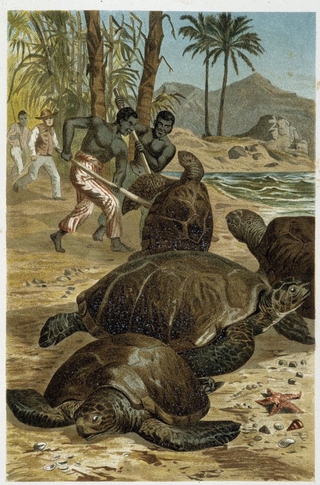 Sea turtles killed on African coasts - in 'La Vita degli animali' by A ...