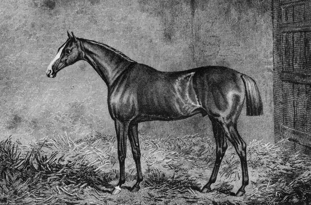 The Colonel by Unbekannt: Highest-quality art reproduction