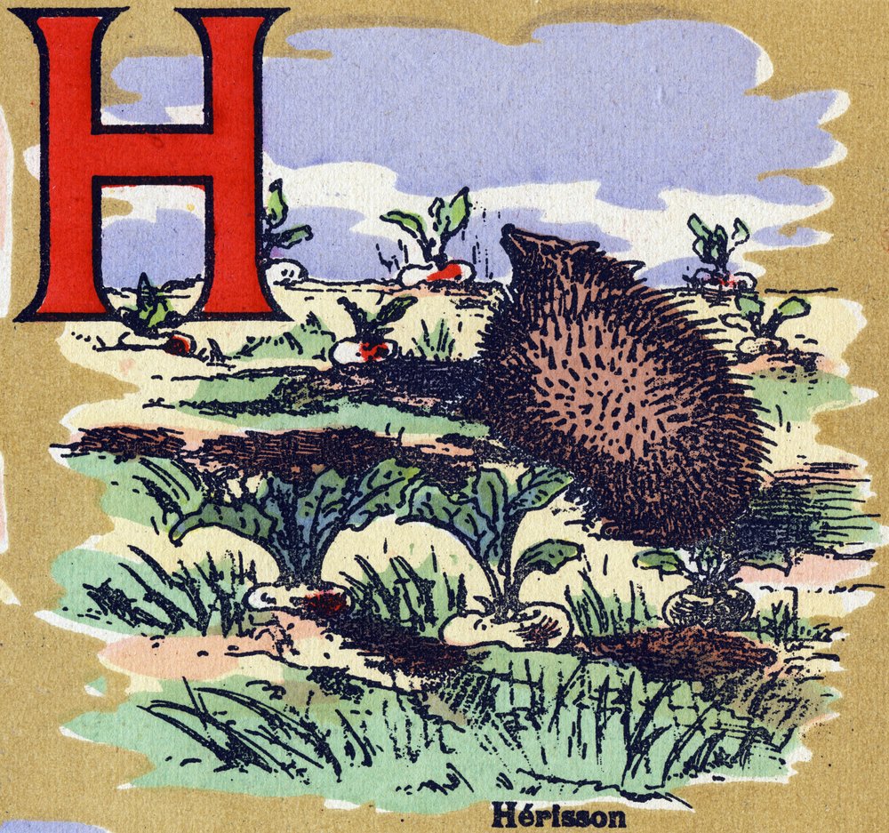 A Hedgehog. Illustrated Alphabet. Imageries Reunited in Jarville-Nancy ...