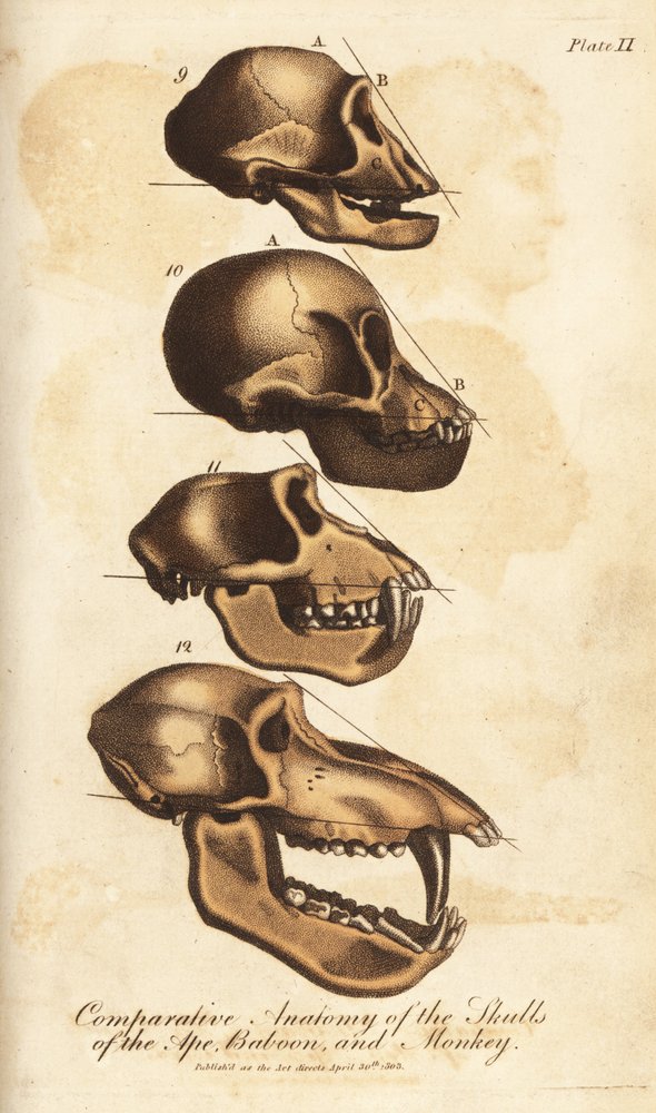 chimp skull drawing