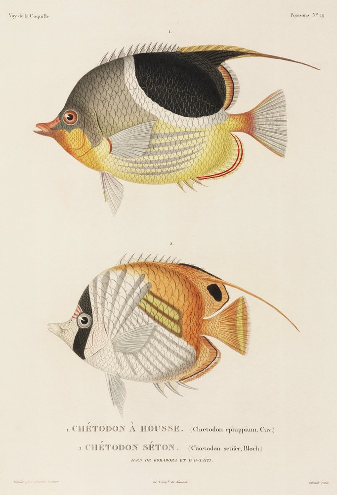 Saddleback and Auriga Butterflyfishes, South Pacific