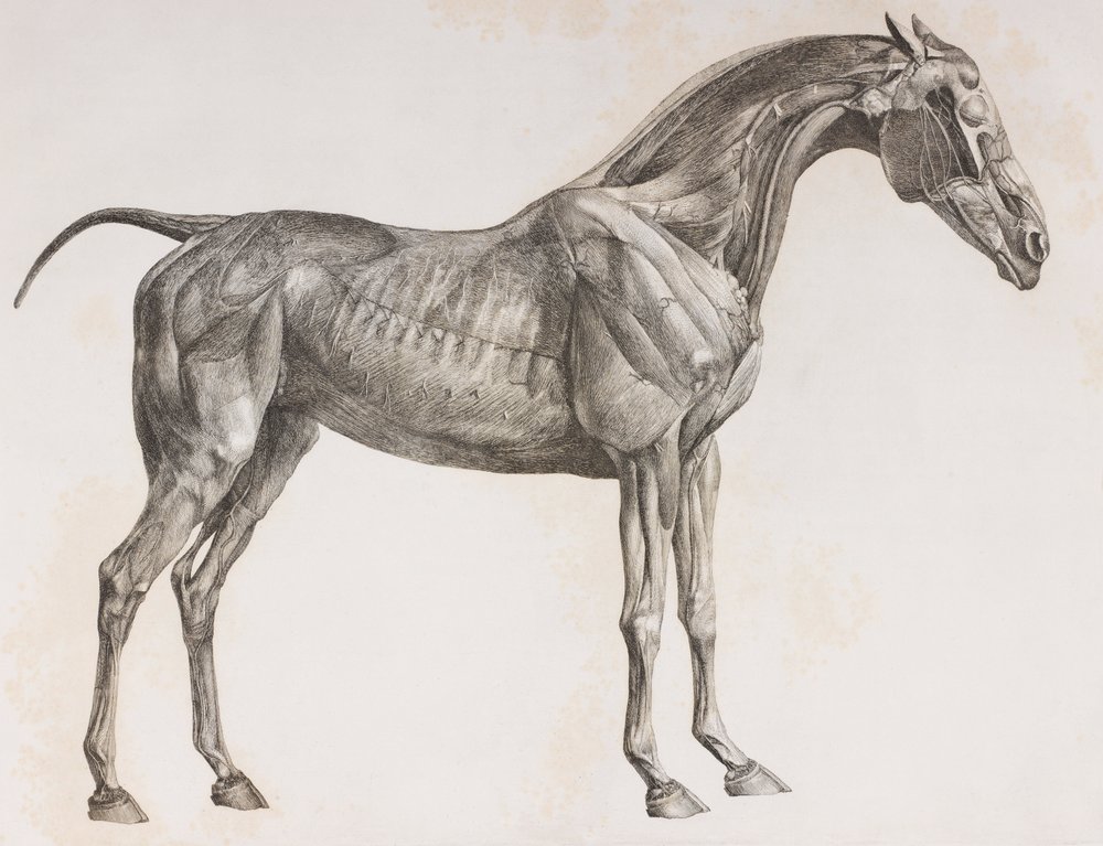 Second dissected layer of a horse, side view by Unbekannt