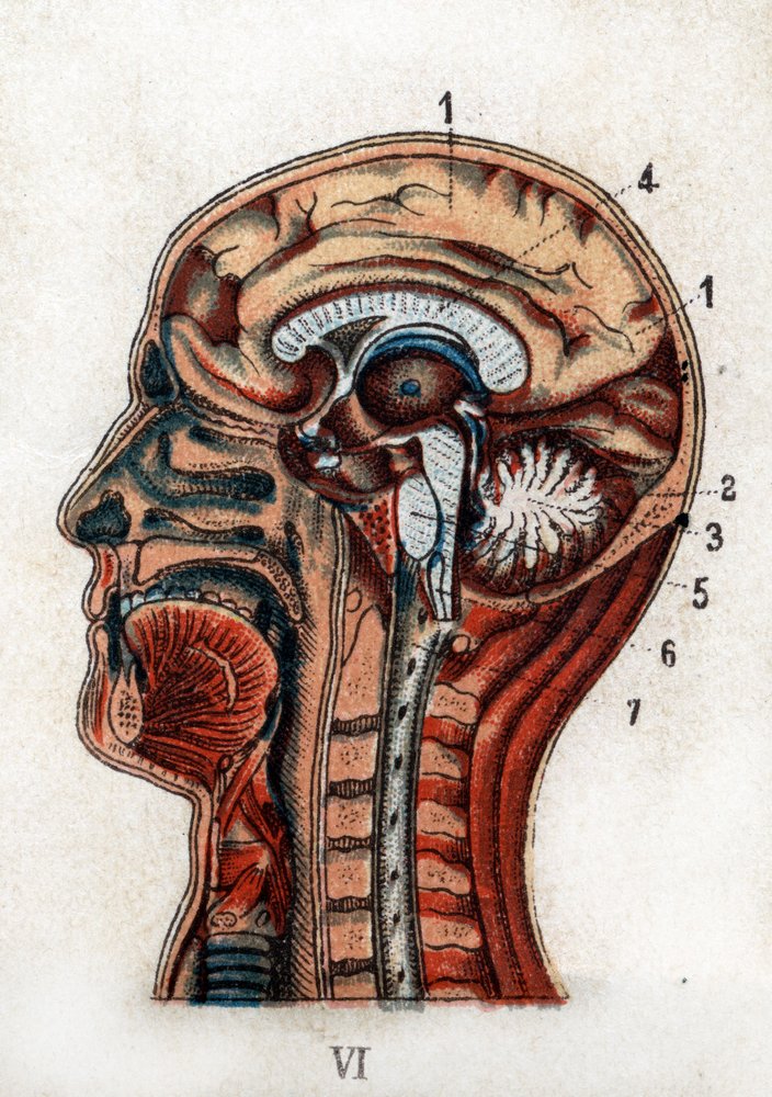 Anatomy: cross section of the human skull, section of the brain and ...