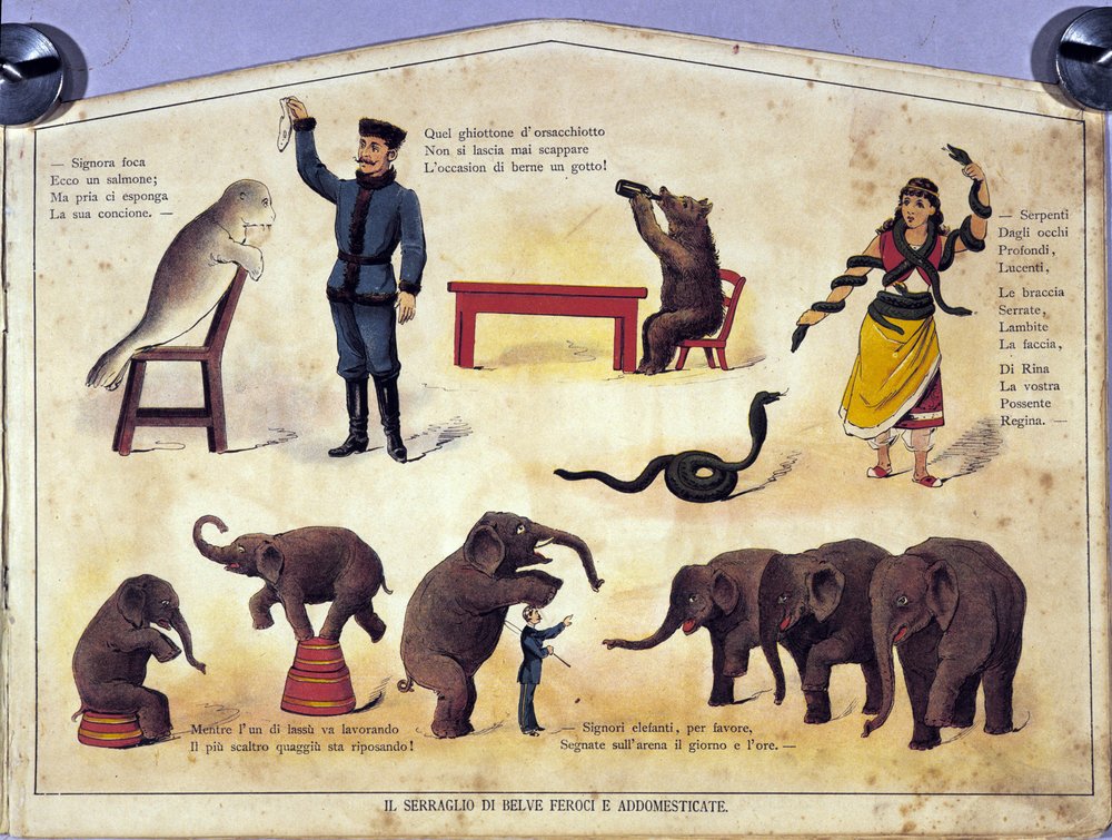 Circus: a board representing different types of shows of trained ...