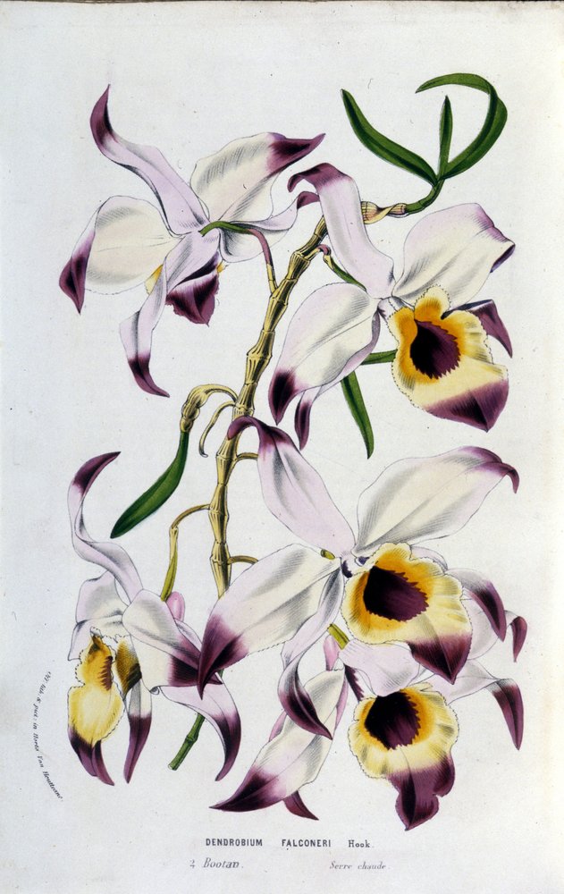 Dendrobium Falconeri: Family of Orchids by Unknown artist