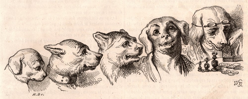 Evolution of a dog to a human form by Unknown