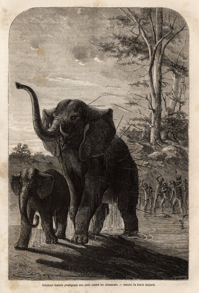 Female elephant protecting her young from Javeline hunters of Zambese ...