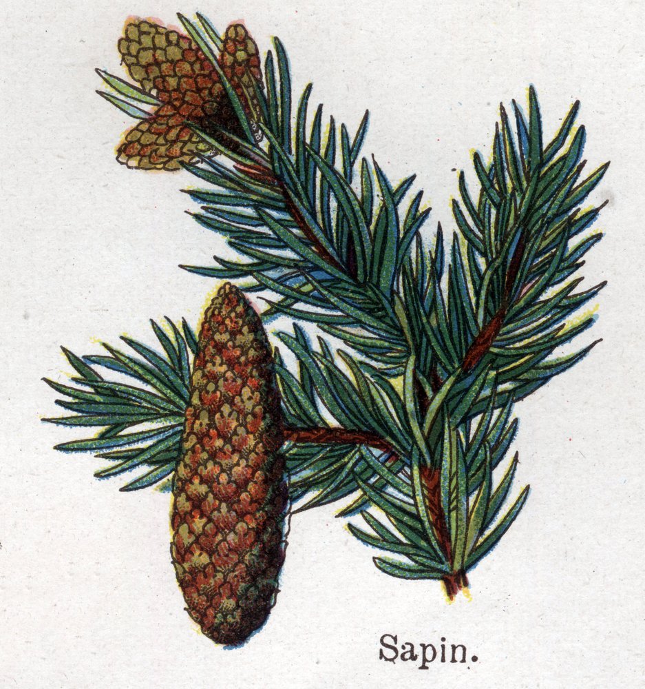 Medicinal and food botanical plants: fir. Engraving in 'La medication ...