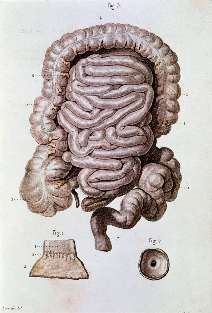 intestine art reference