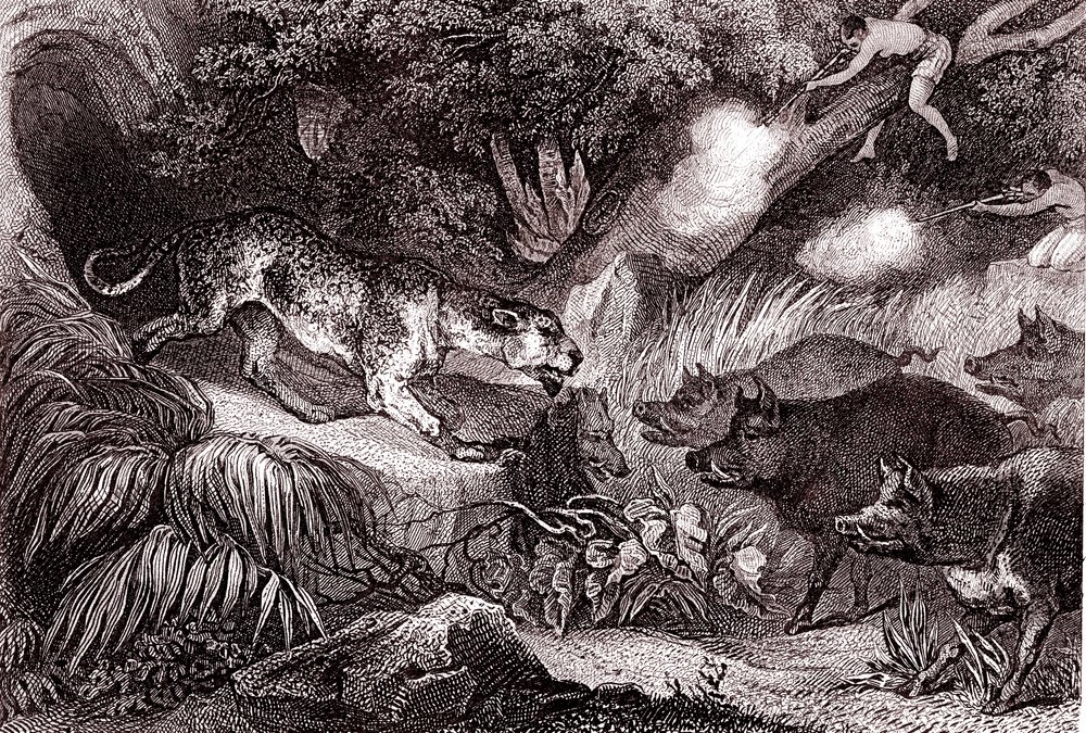 Tiger Hunting in the Amazonian Forest (Engraving)