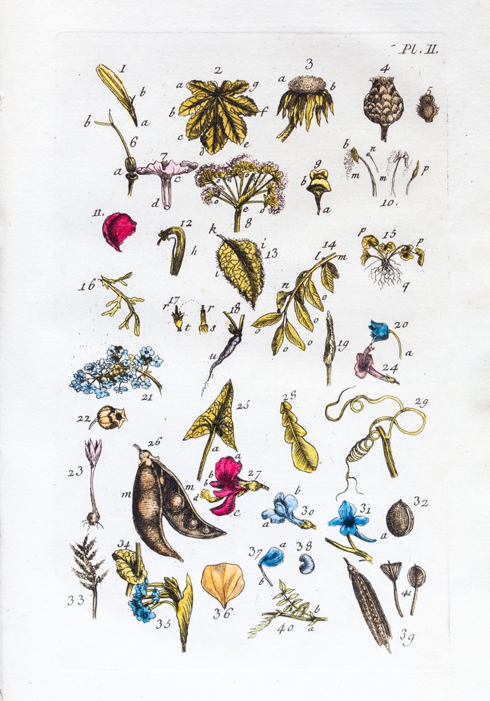 Elementary table of figures and their names in Flora Parisiensis