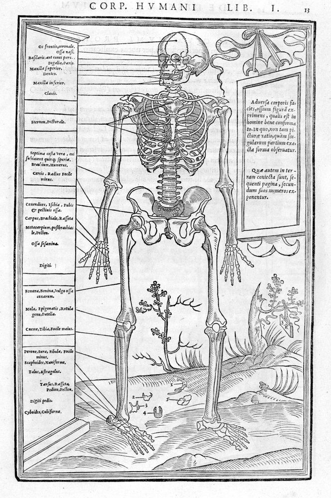 Human skeleton, anterior part. Anatomical plate of “De dissectione ...