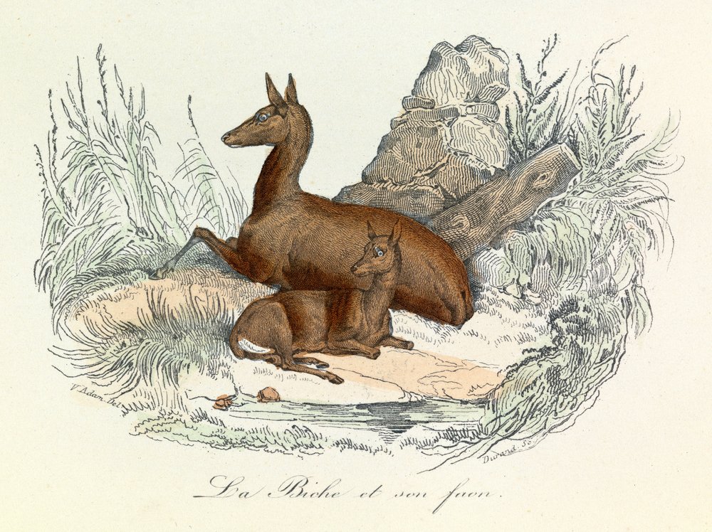 Illustration from the Book 'Complete Works of Buffon': The Animals: The ...