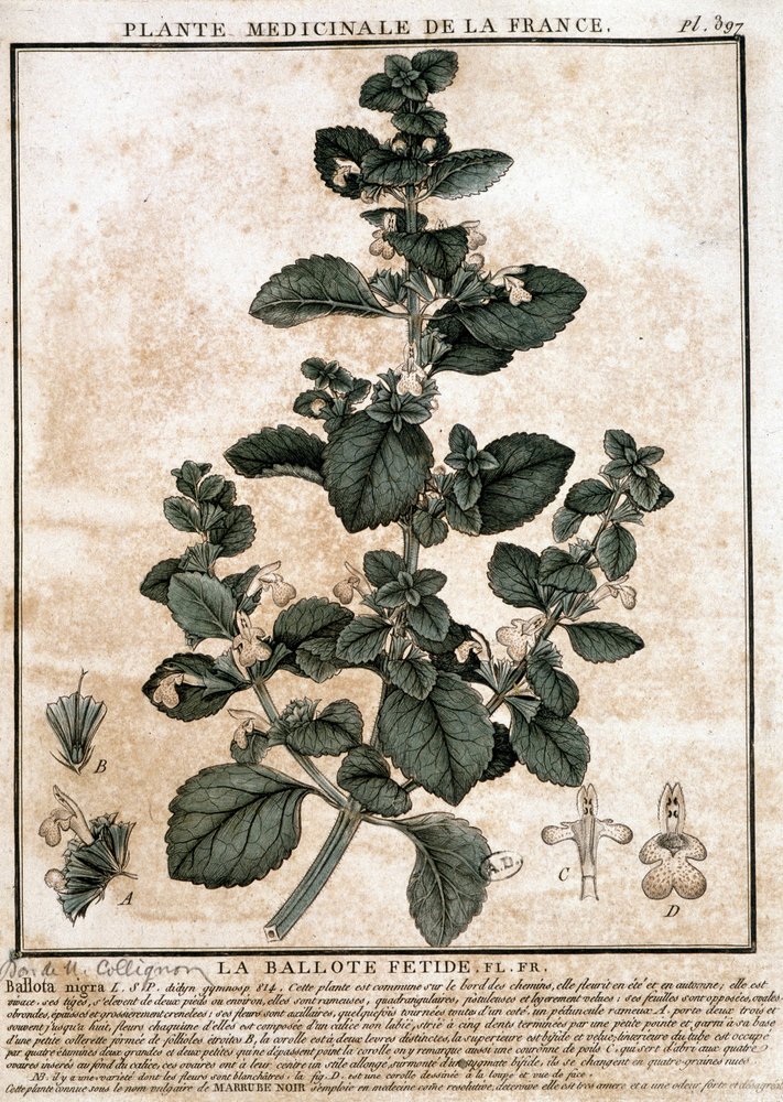 Medicinal plant from France: the fetid belotte