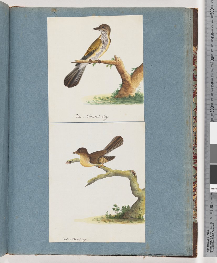 Page 111. Unidentified Bird. 112. Unidentified Bird