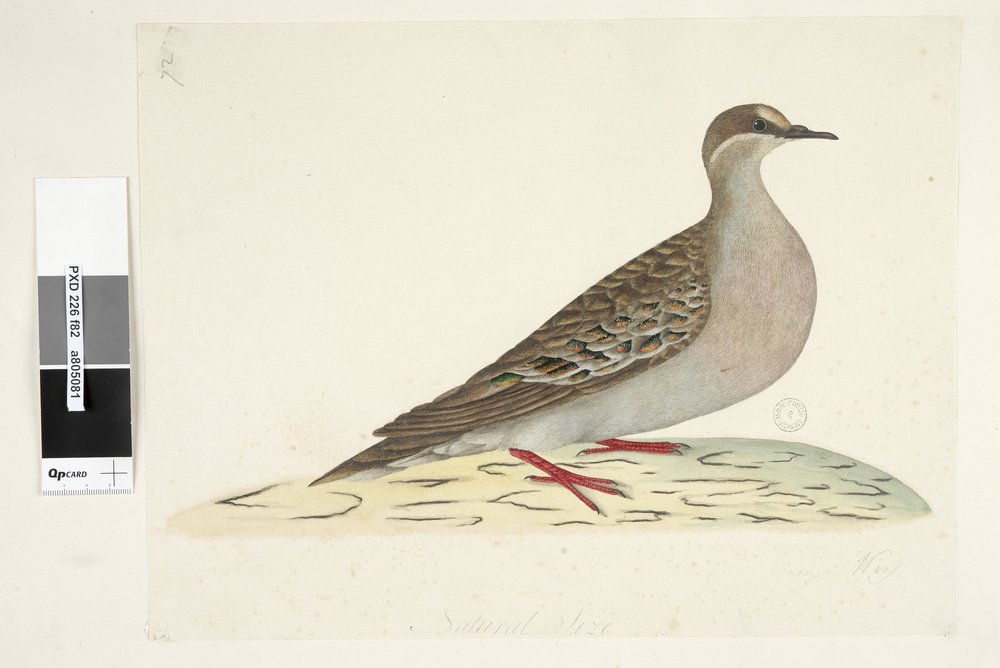 Page 82. Bronze Wing. Natural size Common Bronzewing Pigeon Phaps ...