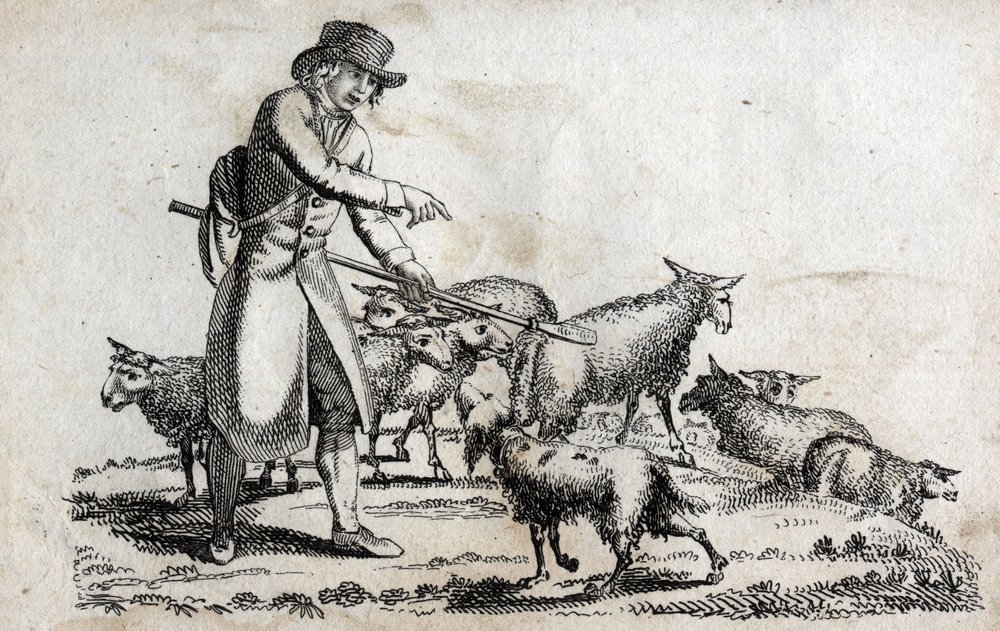 Shepherd with his herd of sheep. Engraving late 18th century. Private ...