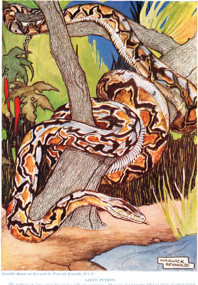 Giant Python by Warwick Reynolds: Buy fine art print