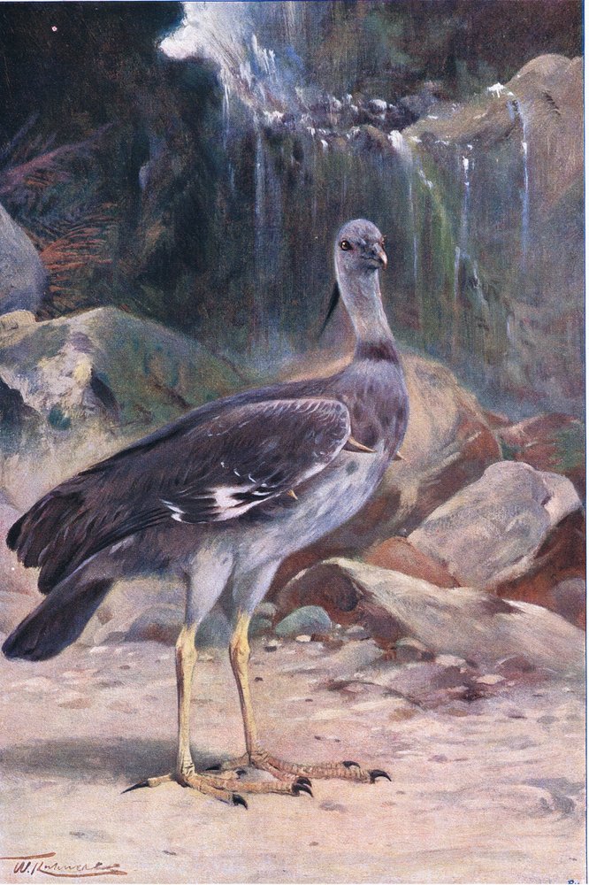 Crested Screamer, from Wildlife of the World