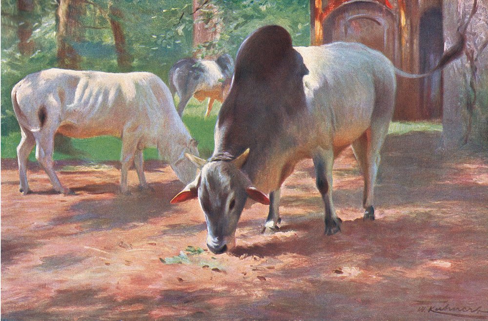 Indian Humped Cattle, from Wildlife of the World