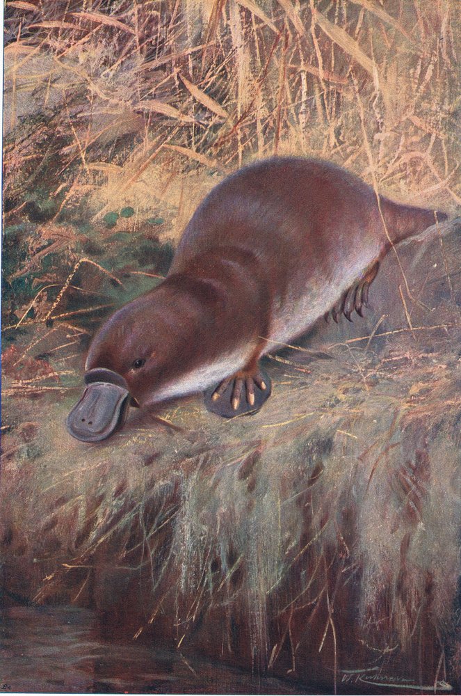 Duckbill, illustration from Wildlife of the World, c.1910