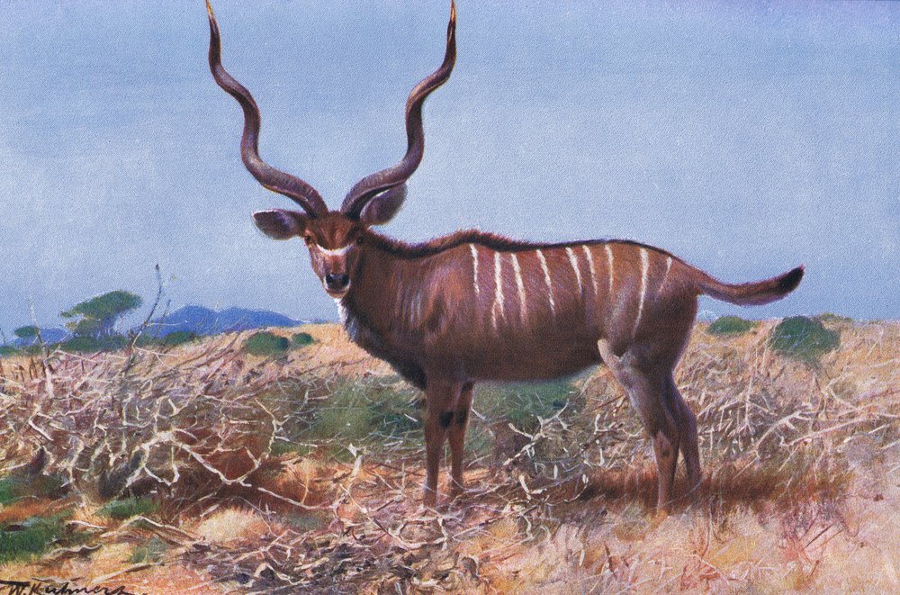 Kudu, illustration from Wildlife of the World, c.1910