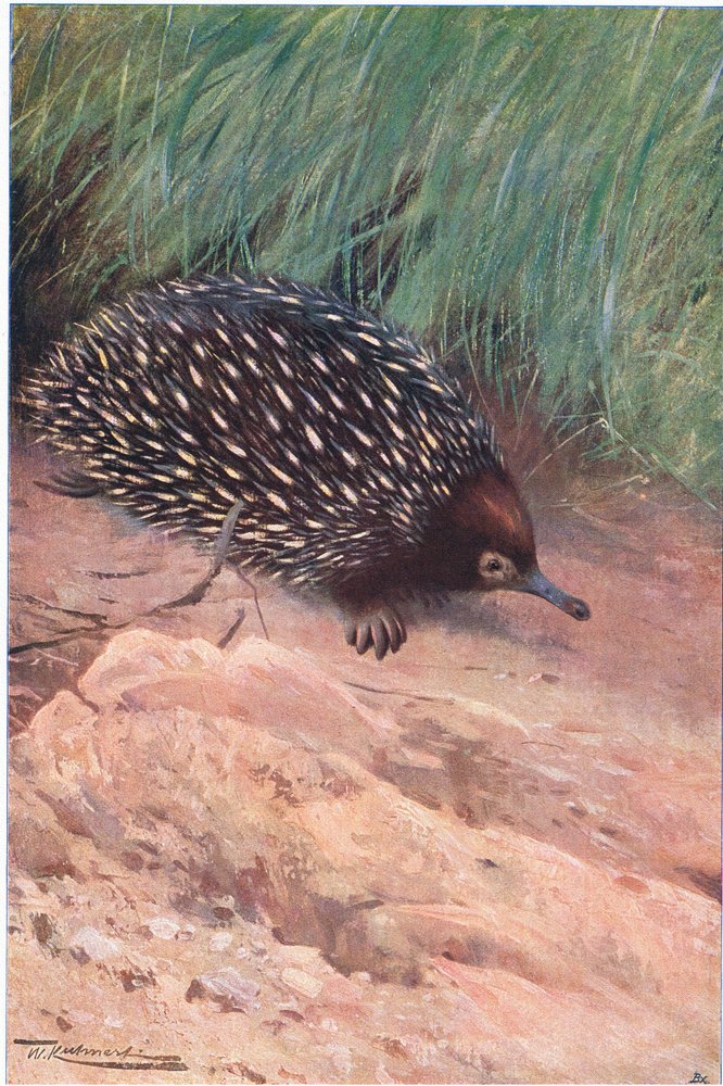 Spiny Ant-Eater, illustration from Wildlife of the World, c.1910