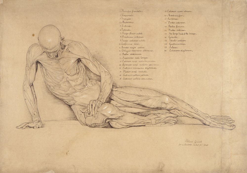 An Ecorche Study of the Dying Gaul by William Linnell