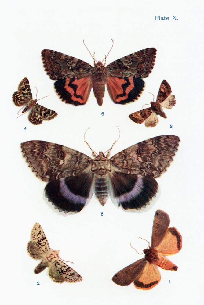 Different types of moths, illustration from the book Butterflies, Moths ...
