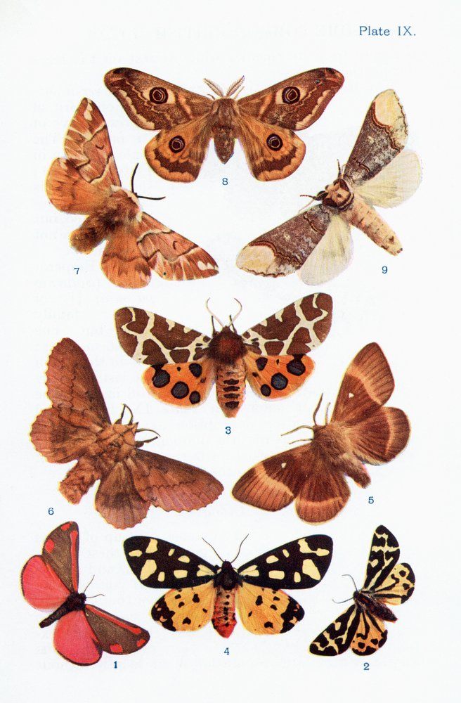 Different types of moths, illustration from the book Butterflies, Moths ...