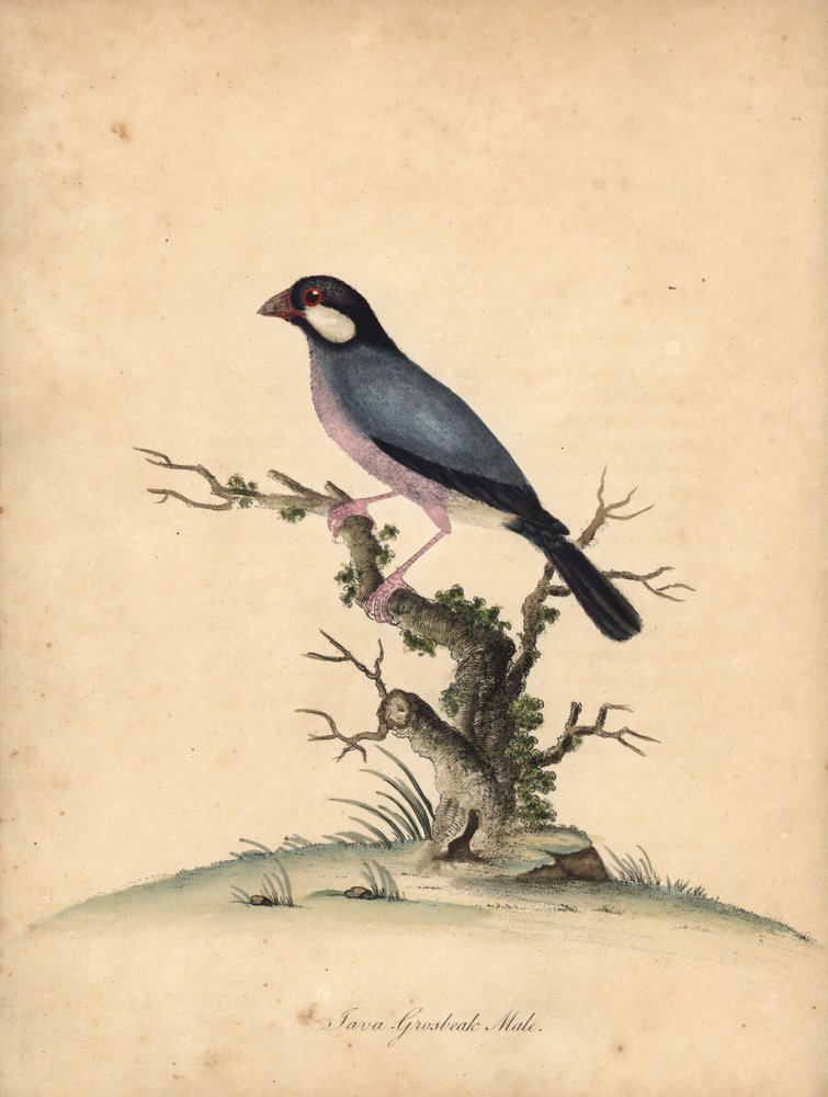 Java Sparrow, Lonchura Oryzivora. Handcoloured Copperplate Engraving ...
