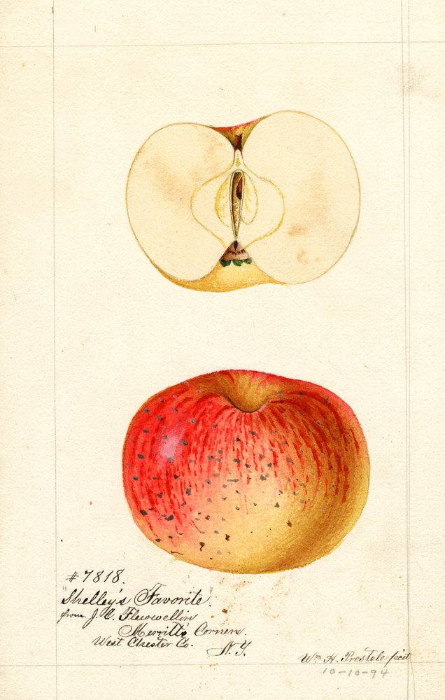 Shelleys Favorite Apples by William Henry Prestele