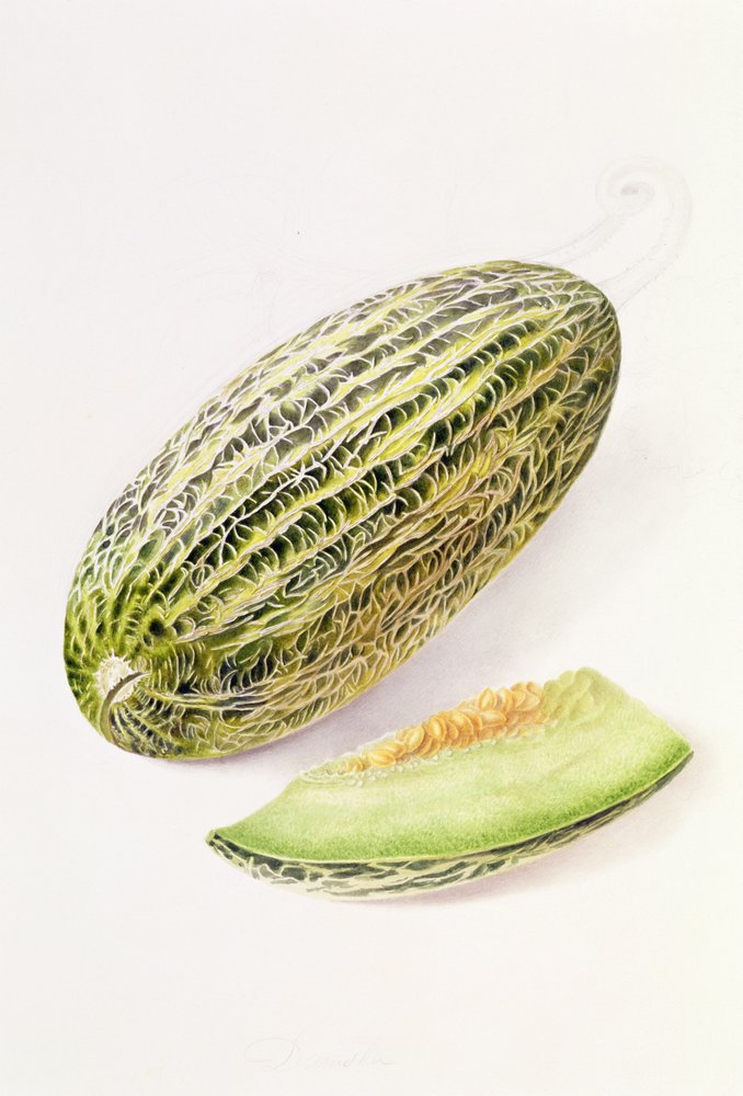 The Damsha Marrow by William Hooker: Buy fine art print