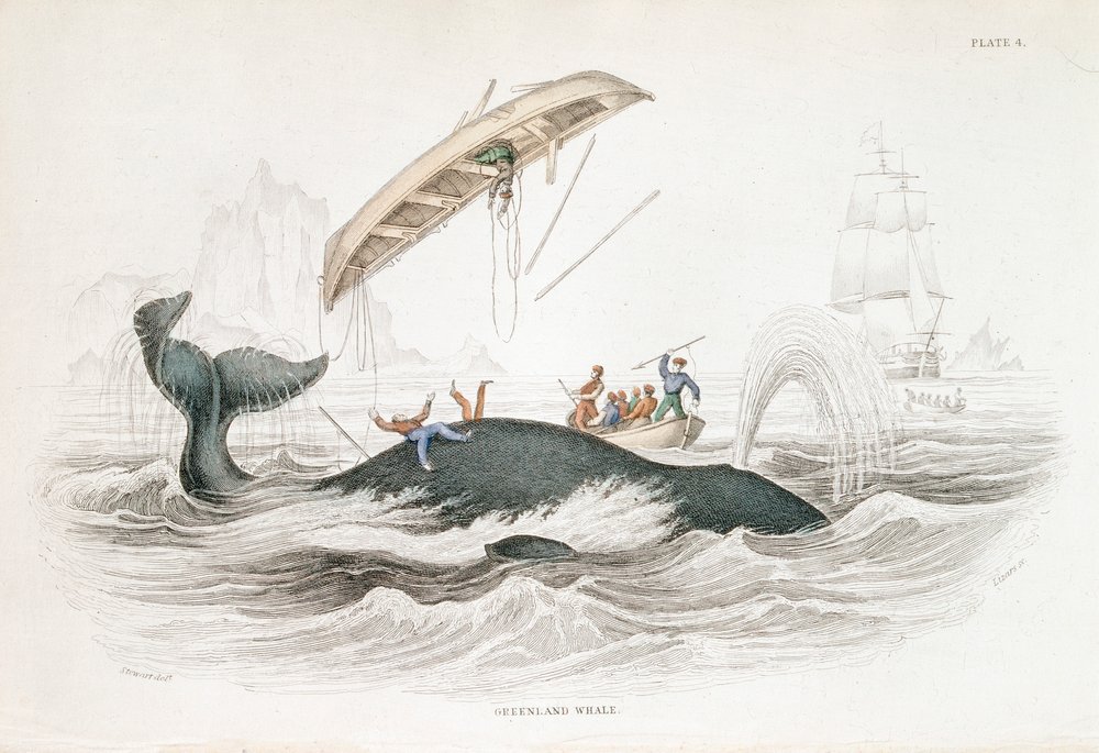 Harpooning a Greenland Whale which has tossed one of the attacking ...