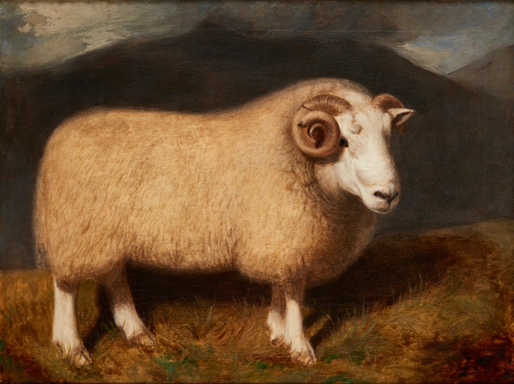 Cheviot Ram by William Shiels: Premium art reproduction
